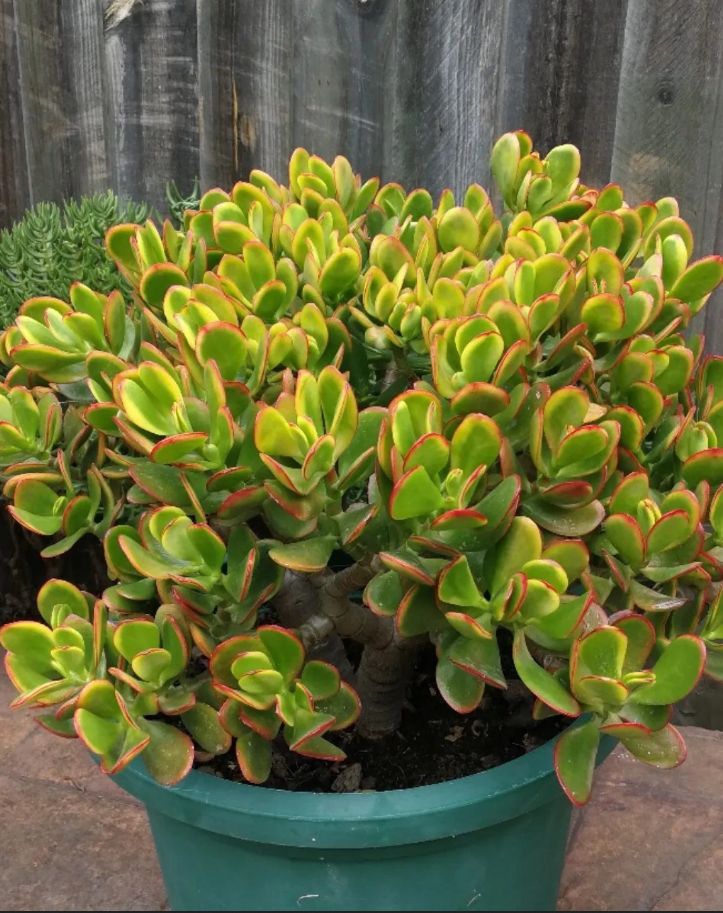 20 Different Types of Jade Plants