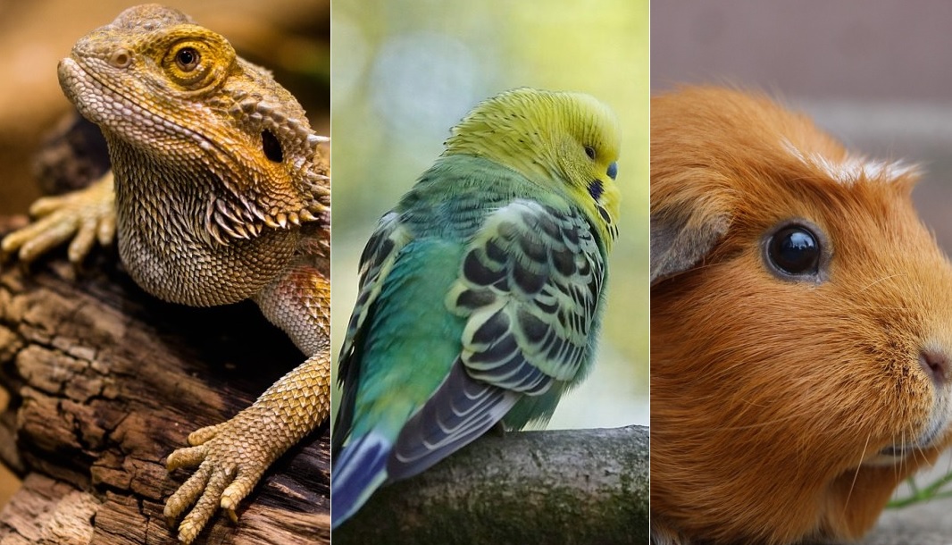 7 Good Pets For Kids And New Pet Parents 7 Good Pets For Kids And New Pet Parents